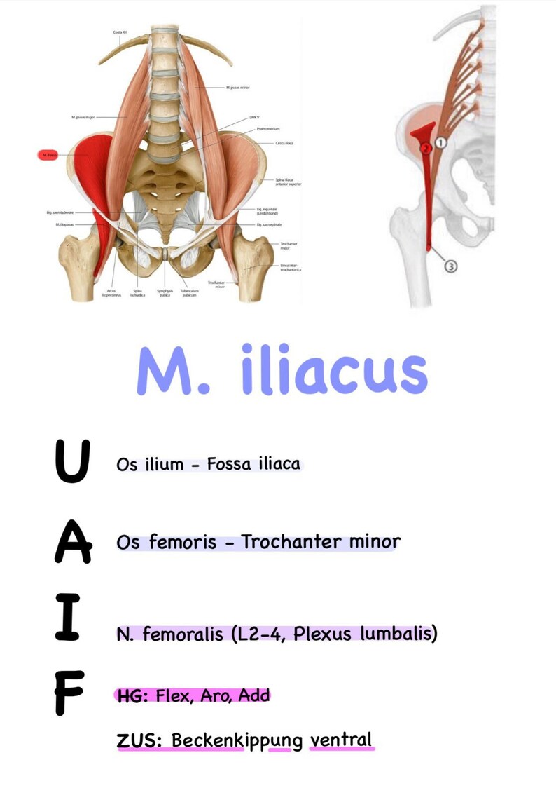Lower Extremity Anatomy - Etsy