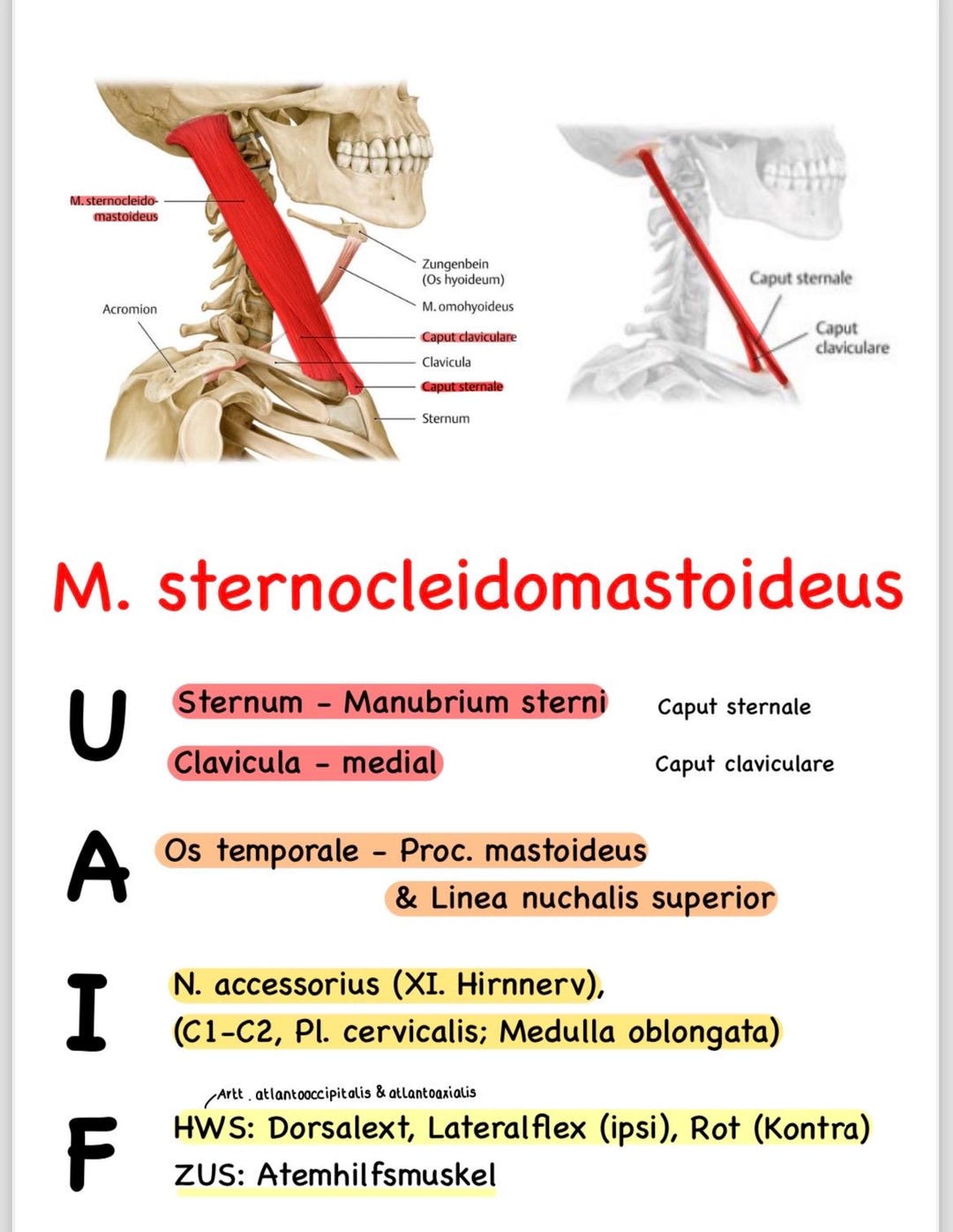 Upper Extremity Anatomy - Etsy