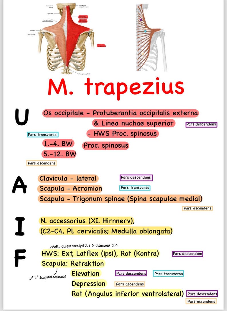 Upper Extremity Anatomy - Etsy