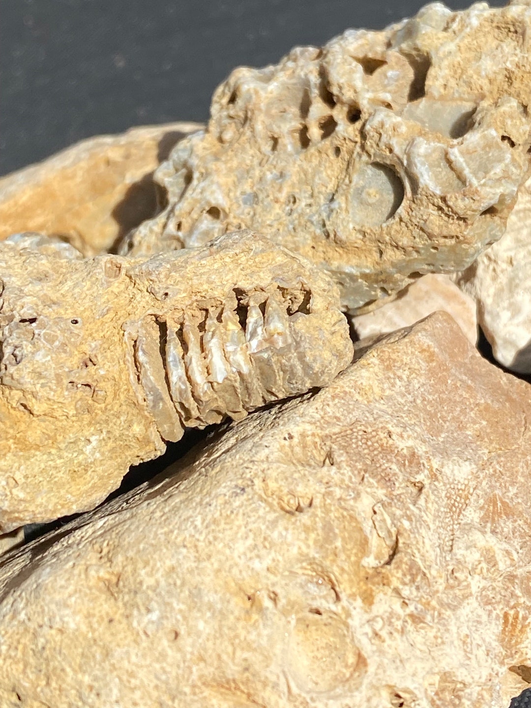 8pc Tennessee Fossil Collection - Etsy