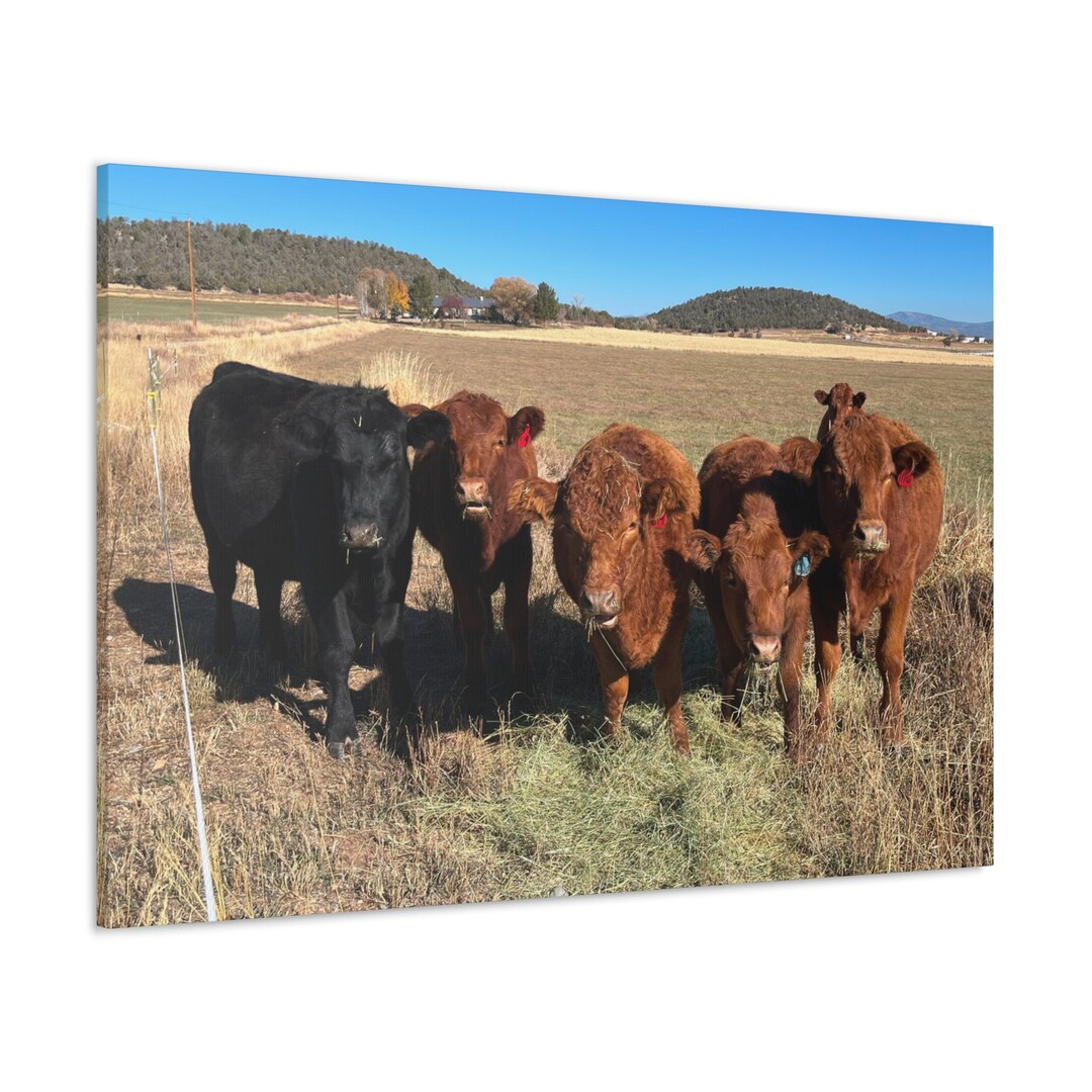 Cows - Gallery Wrapped Canvas - Color Image - Etsy