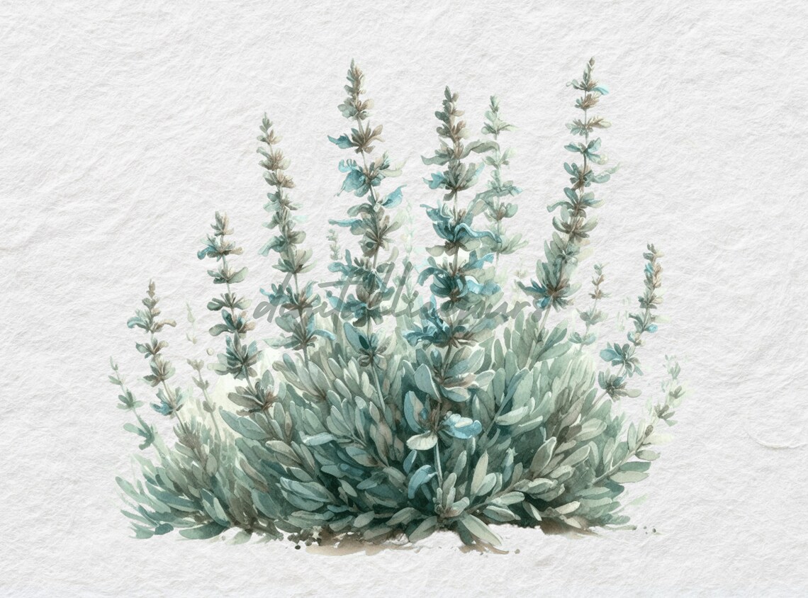 Sagebrush Watercolor Clip Art, Sagebrush Clipart, Sagebrush Png ...