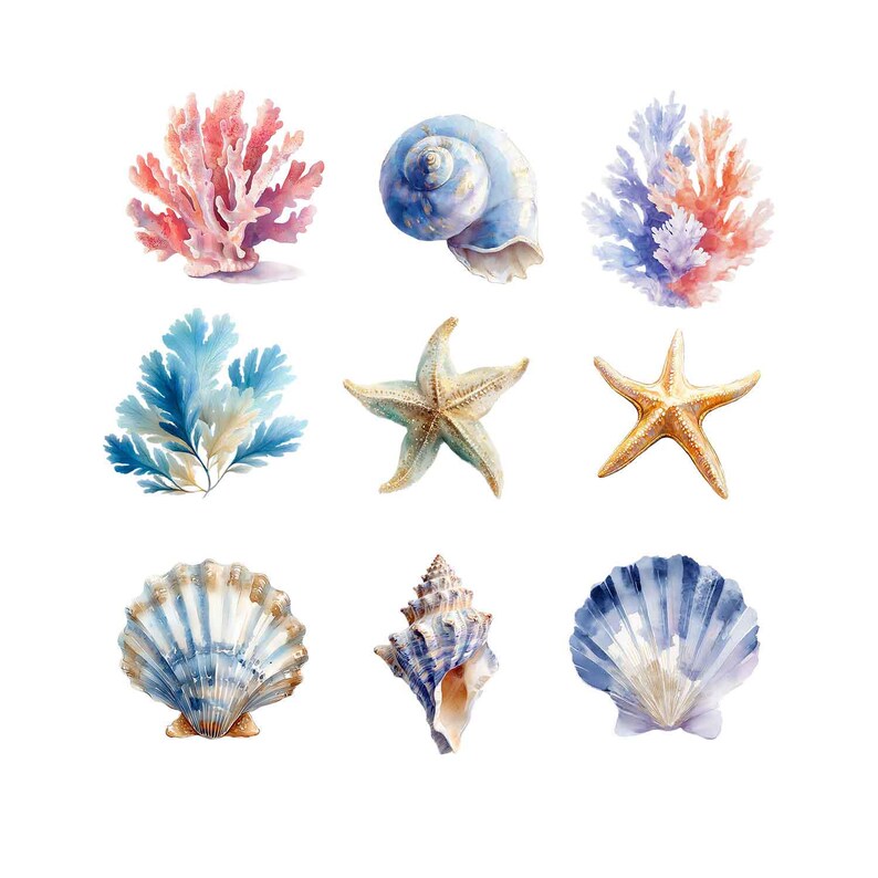 Sea Shells Clipart, Ocean Marine Clipart, Under the Sea Clipart, Coral ...