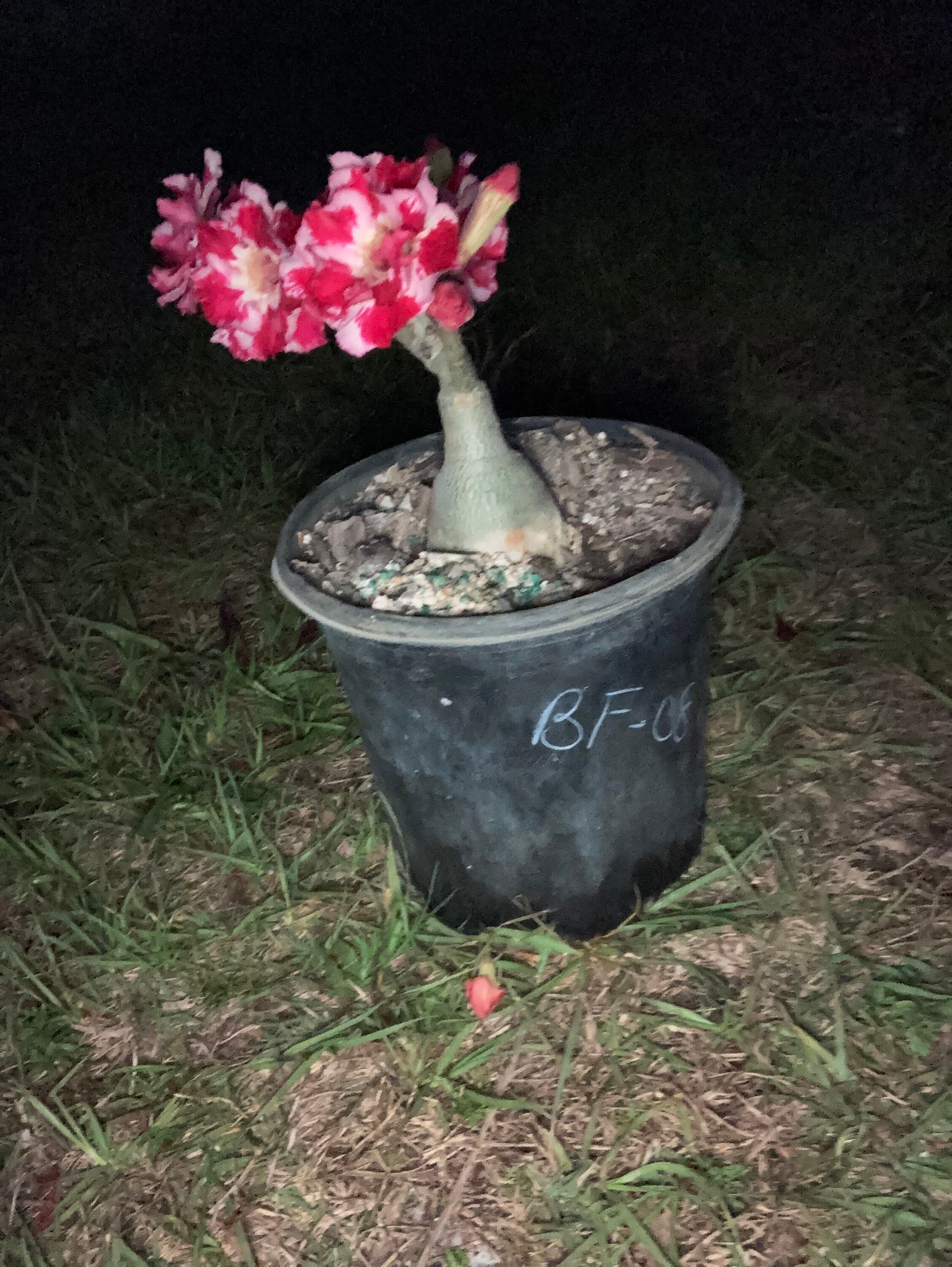 Desert Rose Adenium Obesum Grafted Double Flower BF08 - Etsy