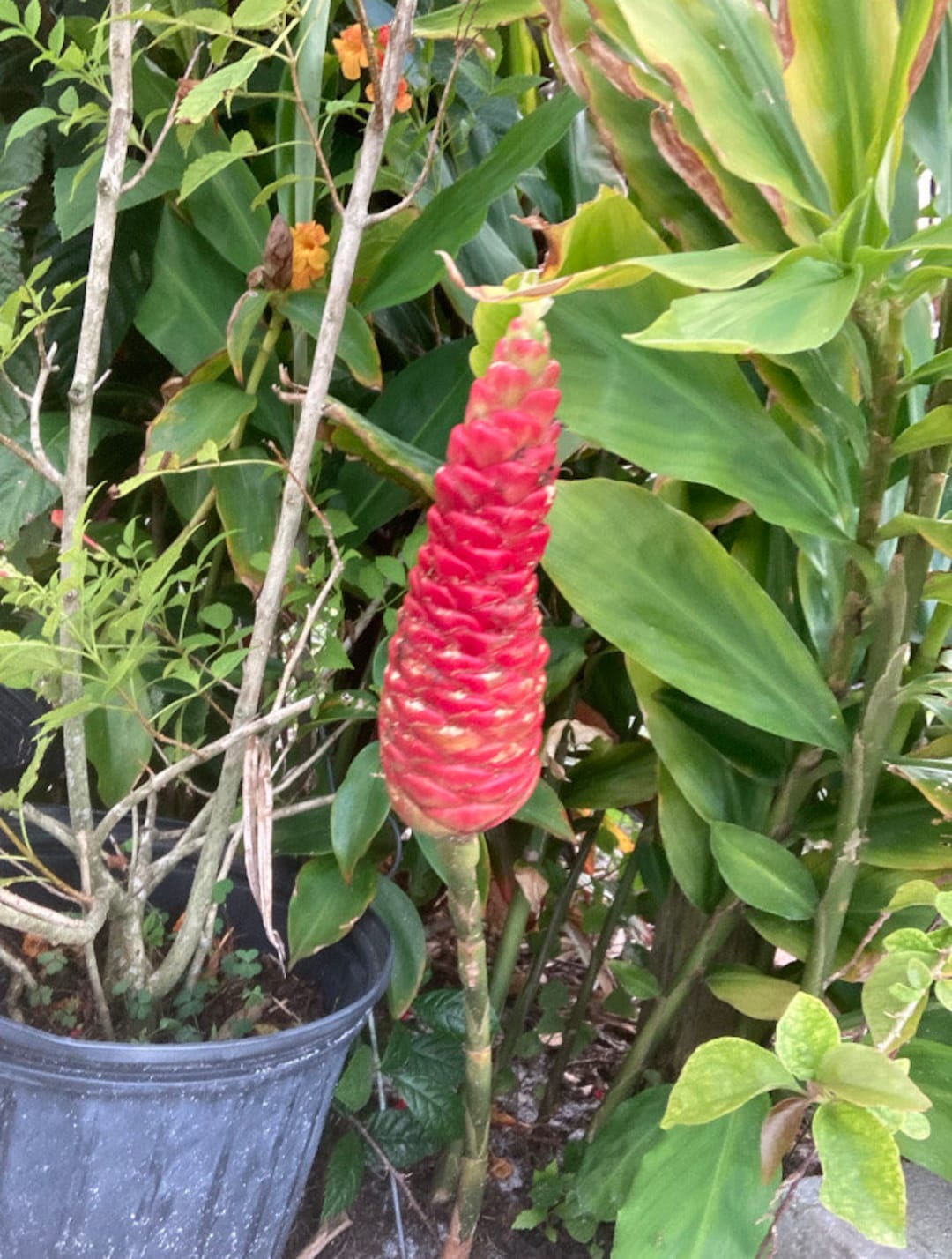 Shampoo Ginger 4 Rhizome Bare Root - Etsy