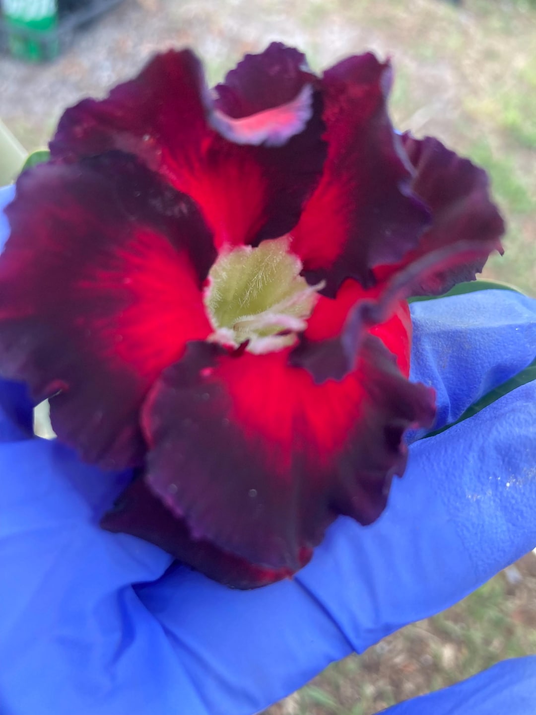 Adenium Obesum Desert Rose BLACK DRAGON - Etsy