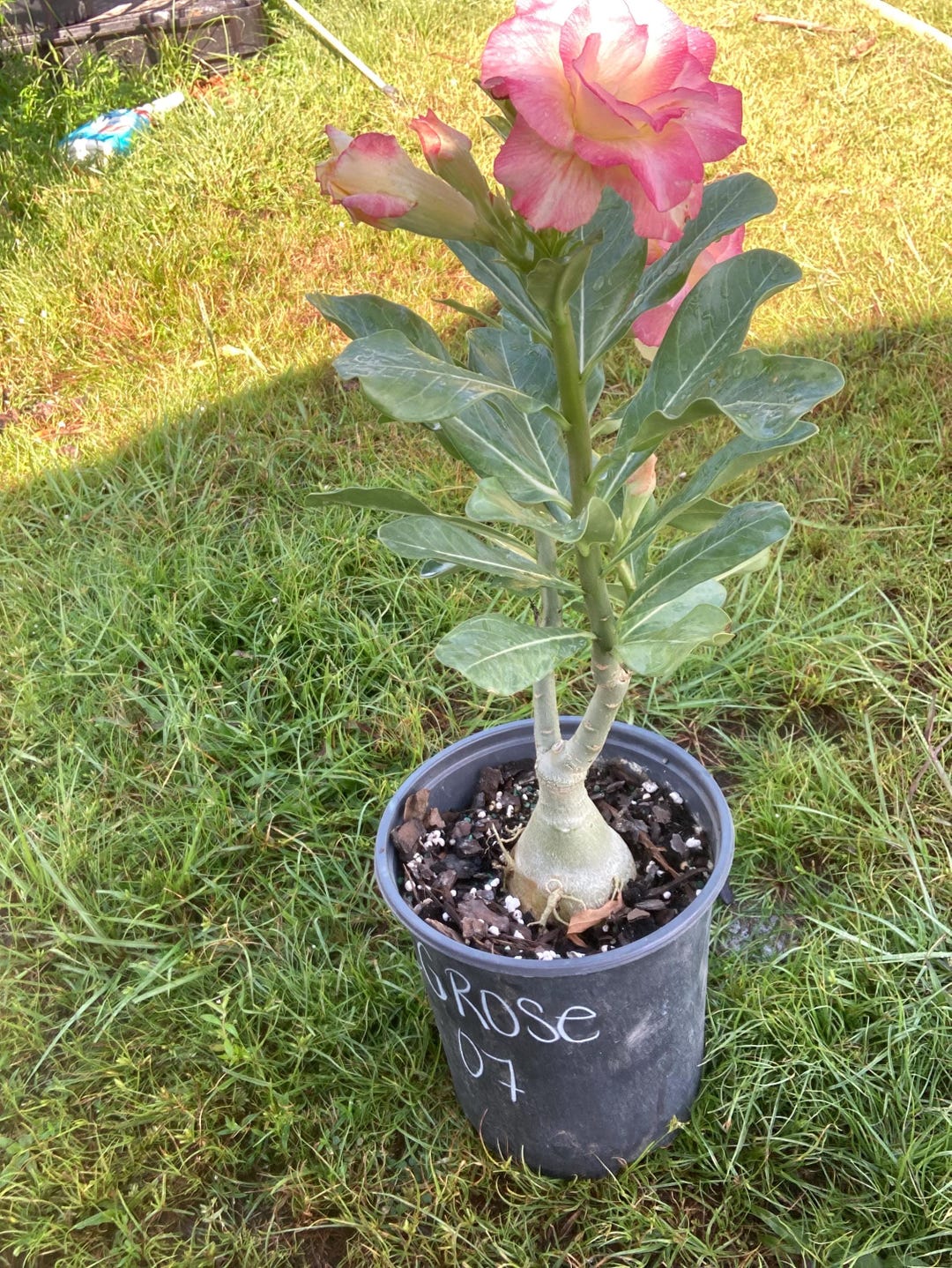 Adenium Obesum Desert Rose Grafted G Rose 07 Bareroot - Etsy