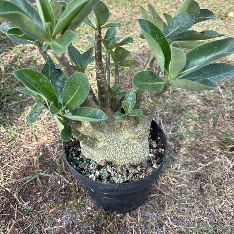 Adenium Arabicum - Etsy