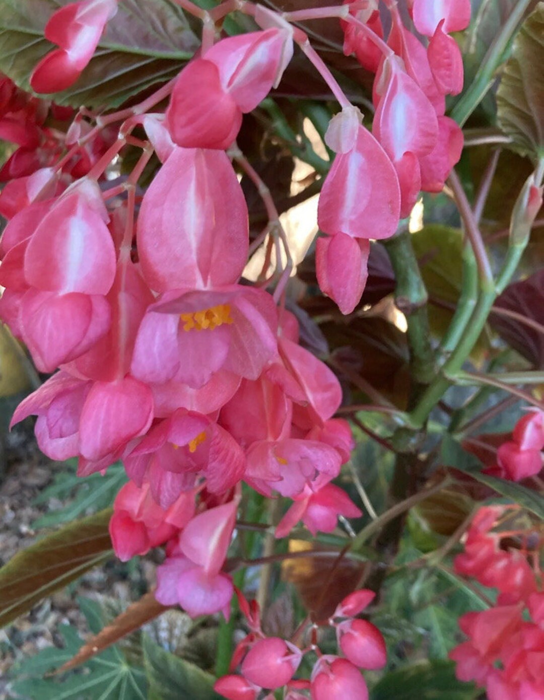 Pink Angelwing Begonia Tropical Flower Plant 6” Tall Starter Plant - Etsy
