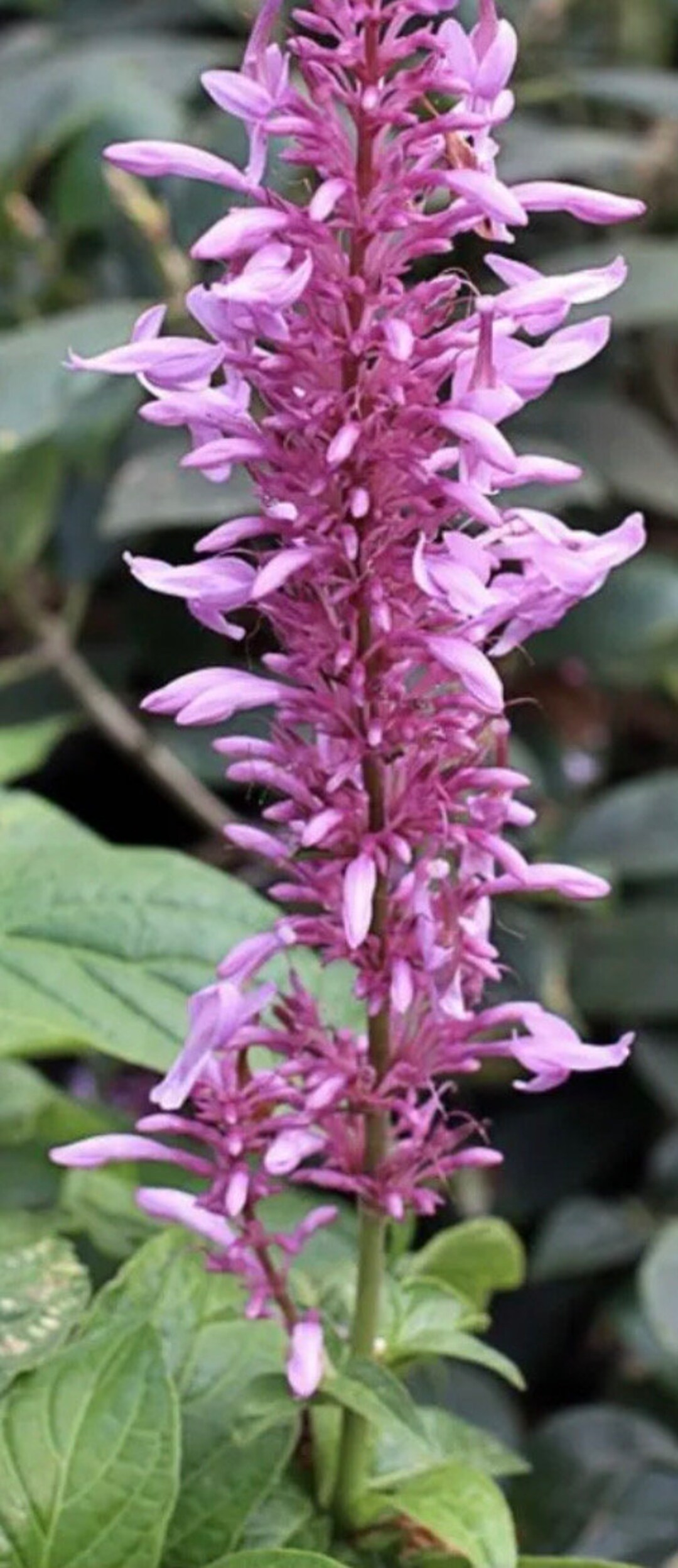 FIRE SPIKE LAVENDER Attracts Hummingbirds and Butterflies 6 Tall - Etsy