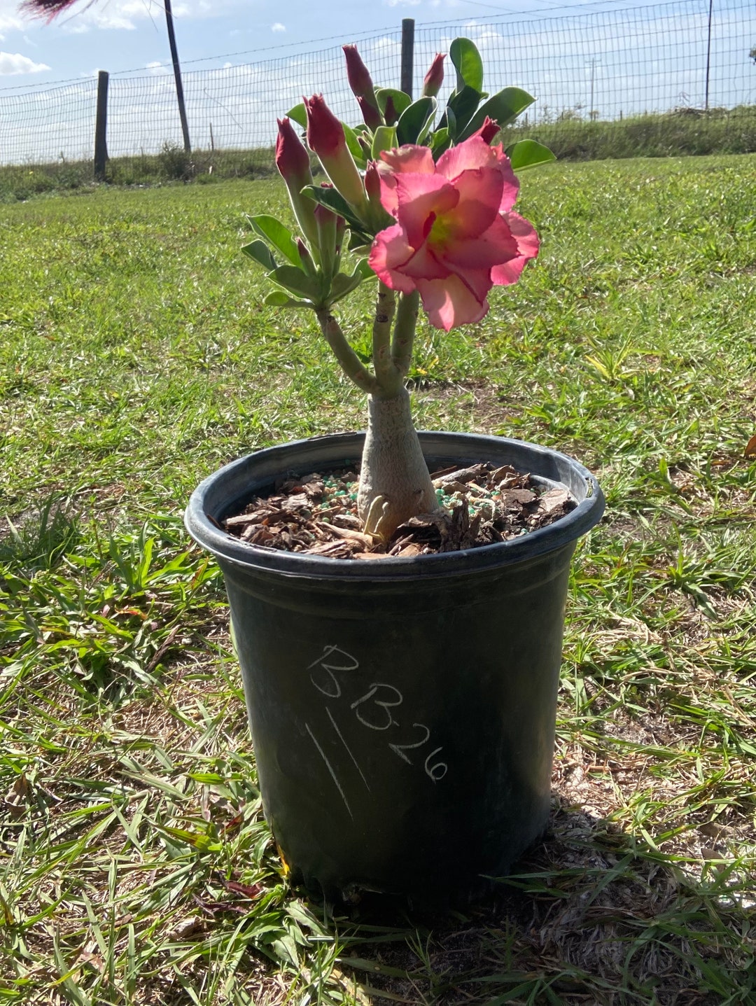 Adenium Obesum Desert Rose Grafted Plant Bb26 Bareroot - Etsy