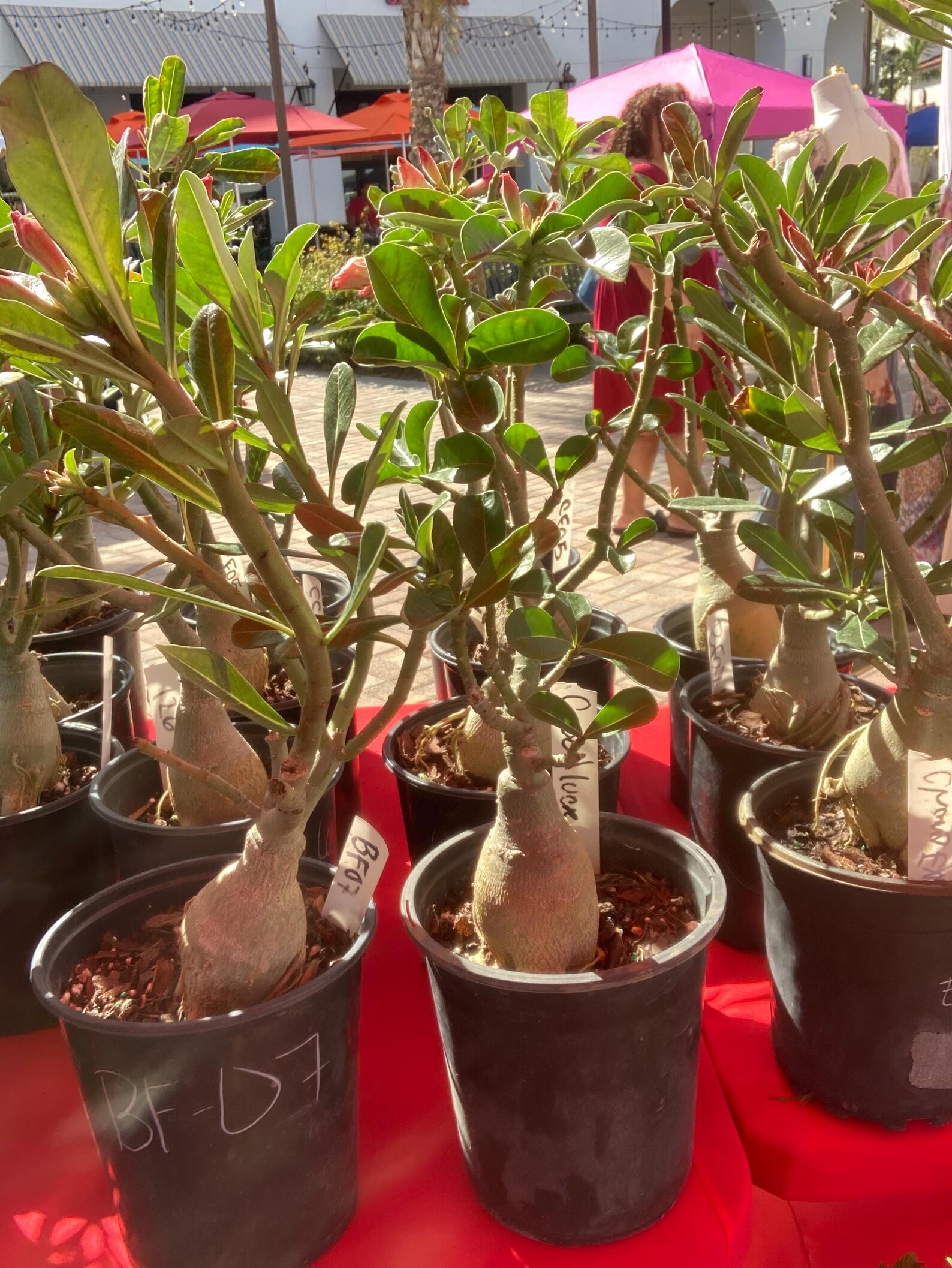 Adenium Obesum Desert Rose Grafted Cf14 Bareroot - Etsy