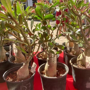 Adenium Obesum Desert Rose Grafted Cf14 Bareroot - Etsy