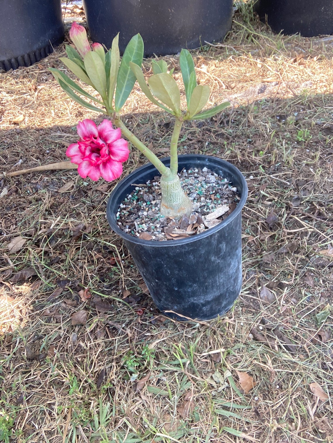 Adenium Obesum Desert Rose Grafted Be02 Bareroot - Etsy