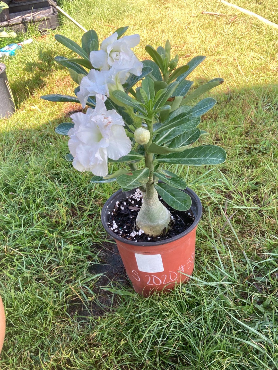 Adenium Obesum Desert Rose Grafted S2020 Bareroot - Etsy