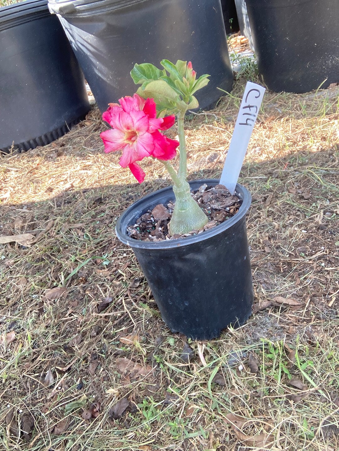 Adenium Obesum Desert Rose Grafted Plant Cf14 Bareroot - Etsy
