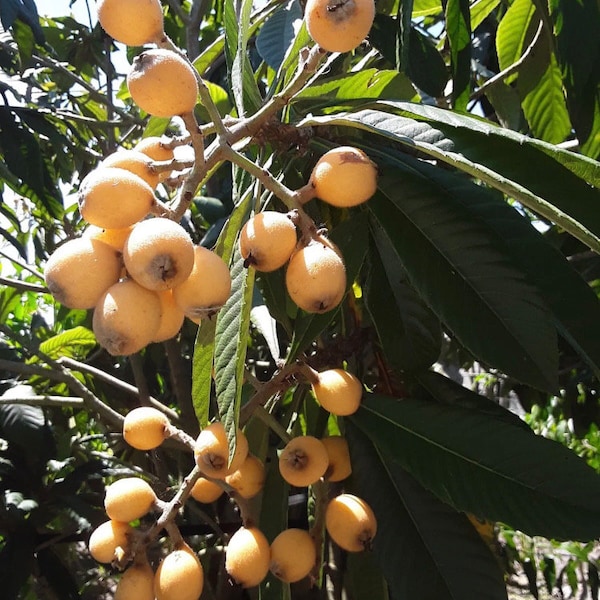 Japanese Ume Plum Tree - Etsy