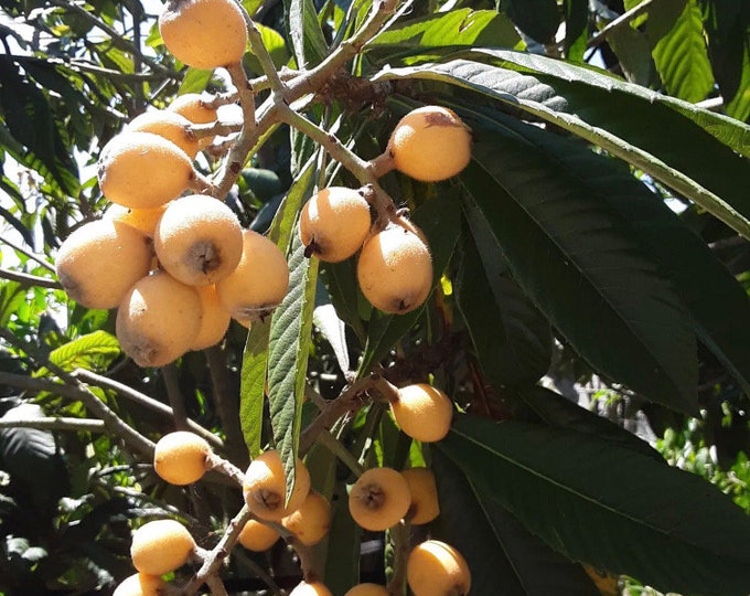 Japanese Plum Tree Live Plant Chinese Loquat Tree Fruit Tree Tropical ...