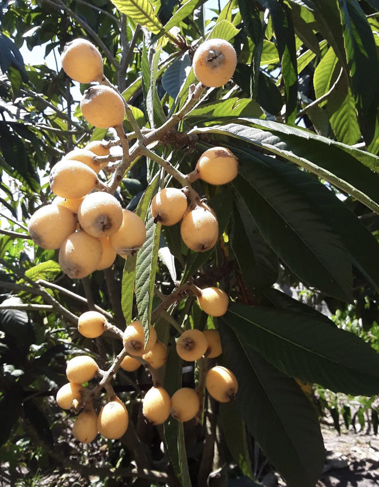 Loquat Japanese Plum Tree 1 Live Plants 5” Tall Fruit Tree - Etsy