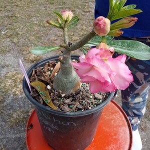 Adenium Obesum Desert Rose Grafted Plant Good Luck Bareroot - Etsy