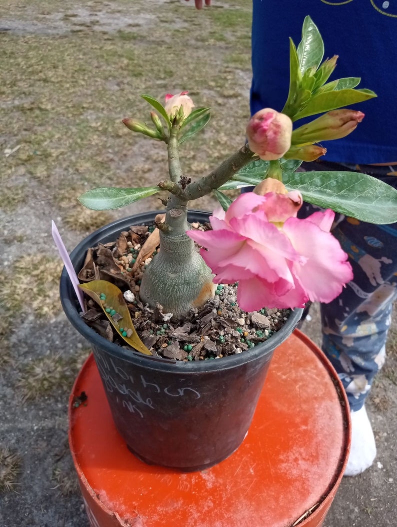 Adenium Obesum Desert Rose Grafted Plant Triple Pink - Etsy