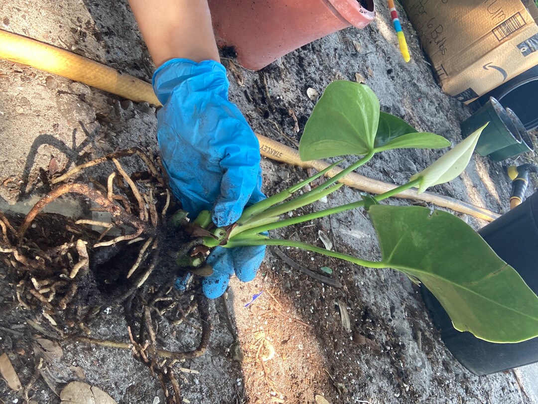 Anthuriums 4 Bare Root Plants You Choose Color - Etsy