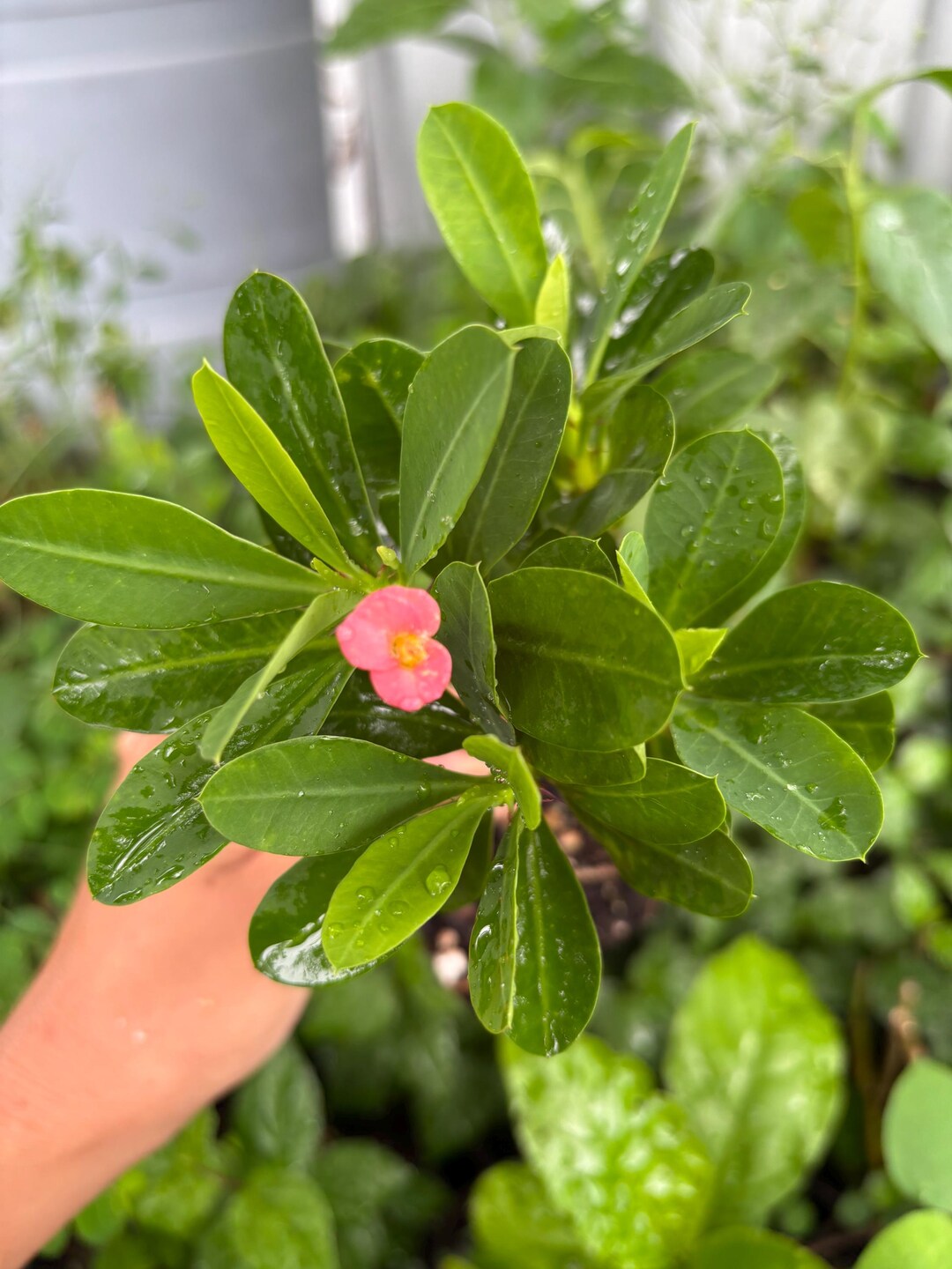 Crown of Thorns Baby Flower in 3” Pot Starter Plant - Etsy
