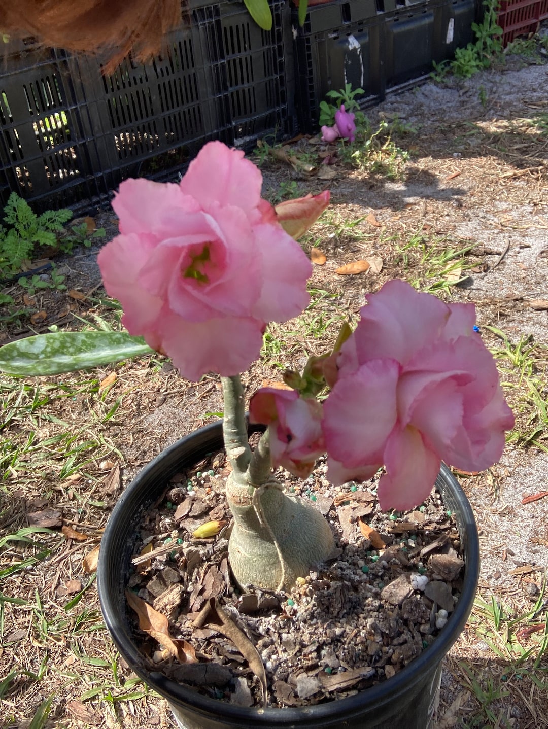 Adenium Obesum Desert Rose Grafted Plant Good Luck Bareroot - Etsy