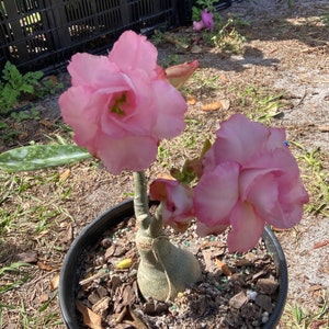 Adenium Obesum Desert Rose Grafted Plant Good Luck Bareroot - Etsy