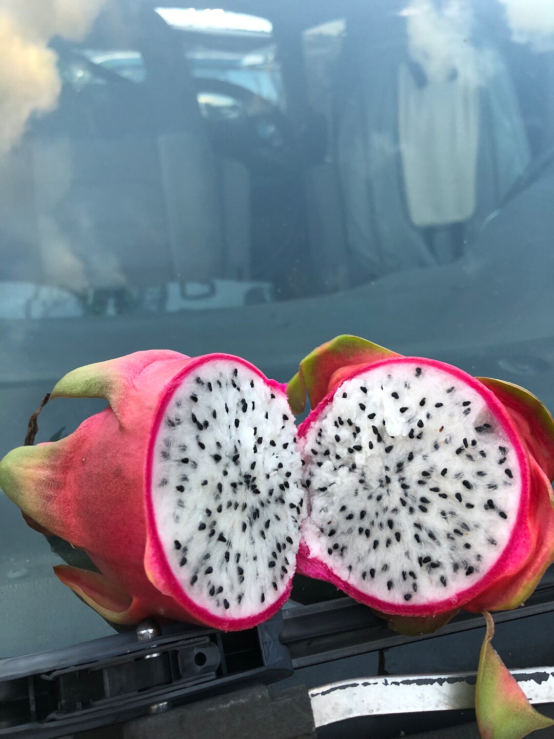 Pink Dragon Fruit Live Plant 6” Tall - Etsy