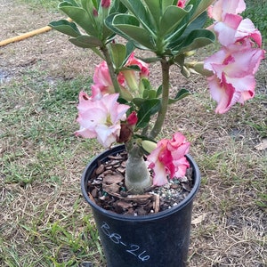 Desert Rose Adenium Obesum Grafted Bb26 Bareroot - Etsy
