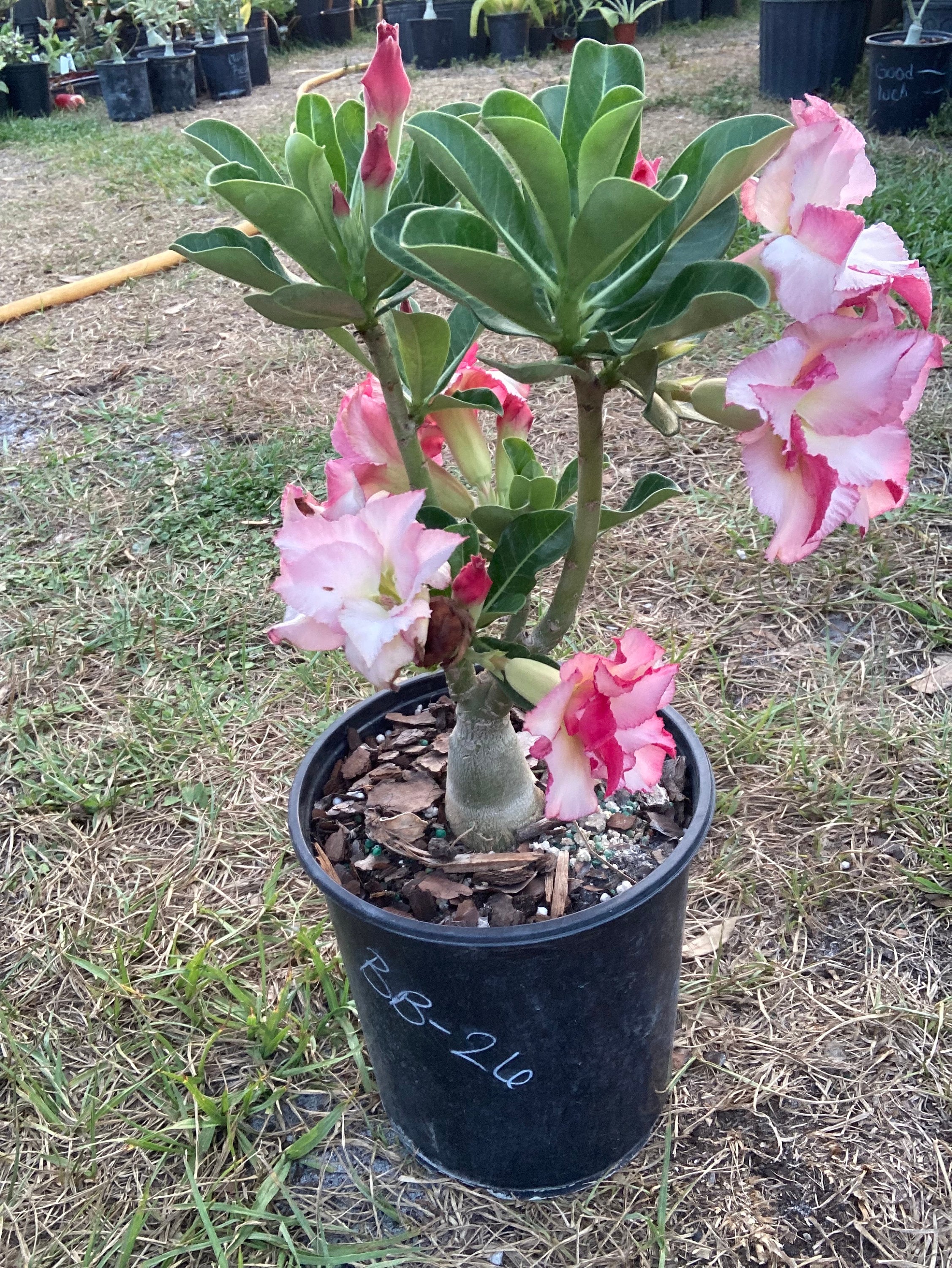 Desert Rose Adenium Obesum Grafted Bb26 Bareroot - Etsy
