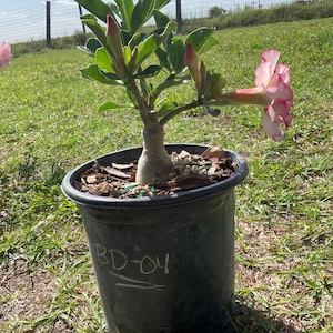 Adenium Obesum Desert Rose Grafted Plant Bd04 Bareroot - Etsy