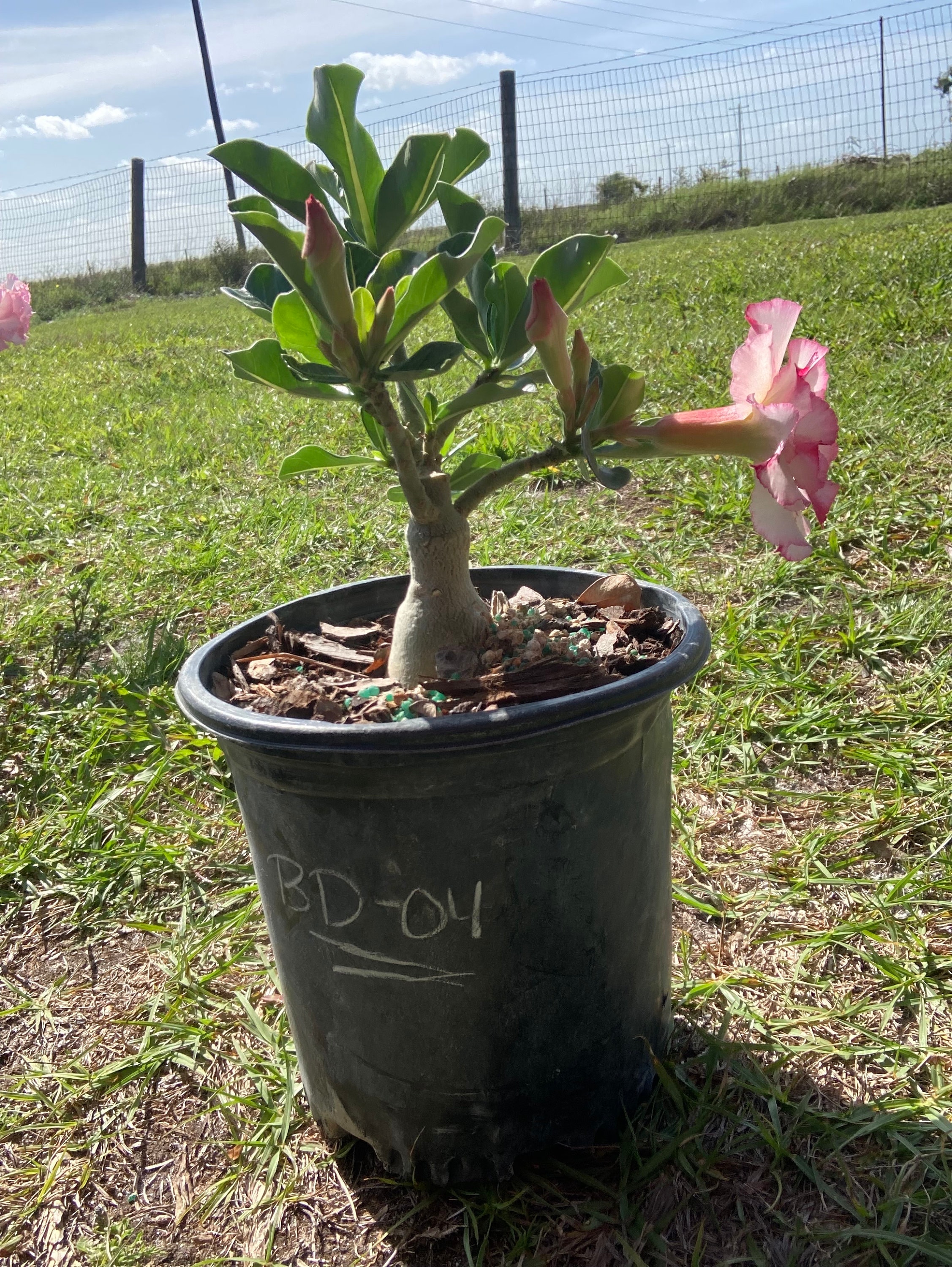 Adenium Obesum Desert Rose Grafted Plant Bd04 Bareroot - Etsy
