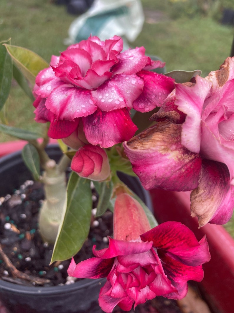 Adenium Obesum Desert Rose Grafted Plant Be02 Bareroot - Etsy