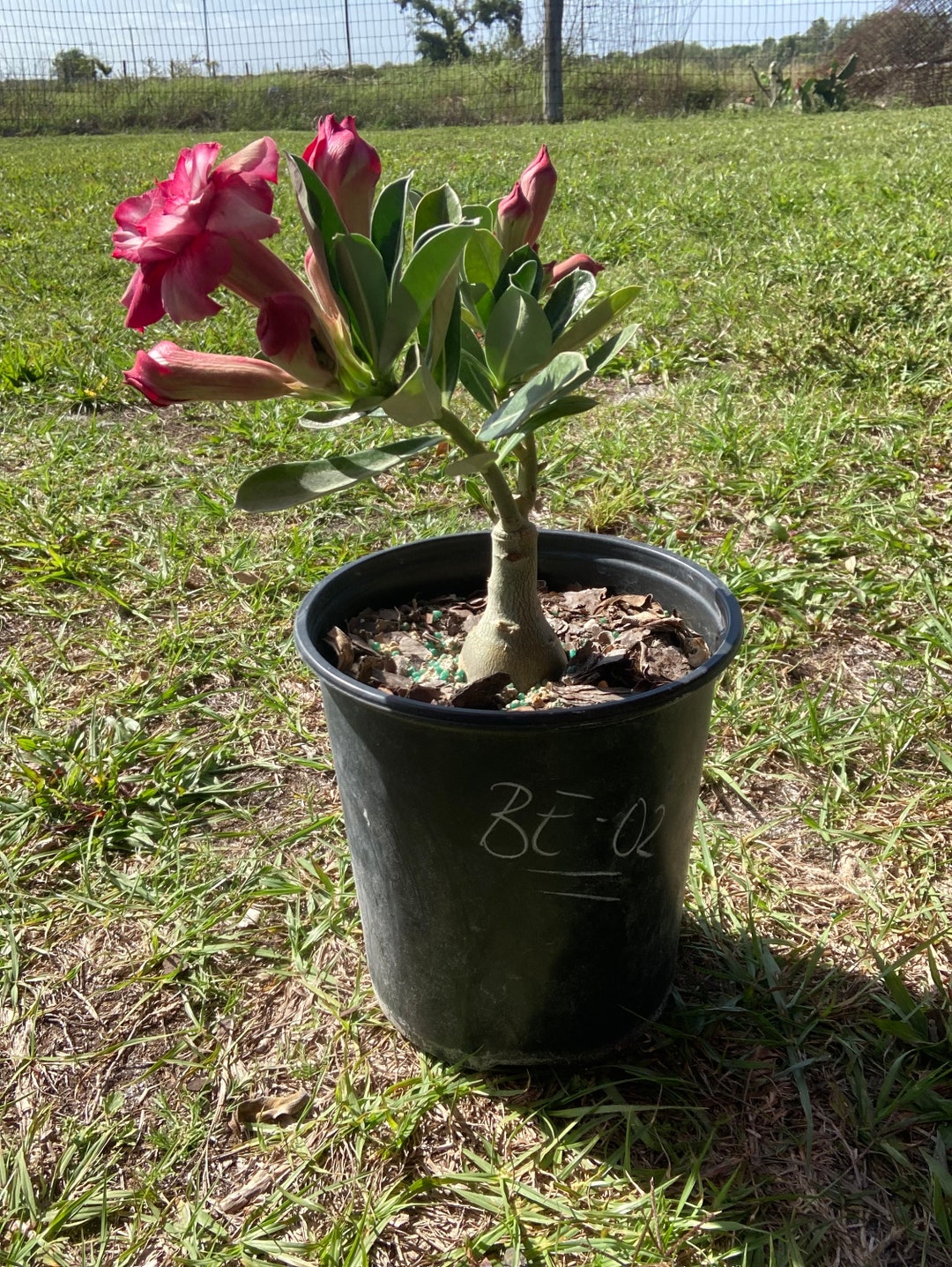 Adenium Obesum Desert Rose Grafted Plant Be02 Bareroot - Etsy
