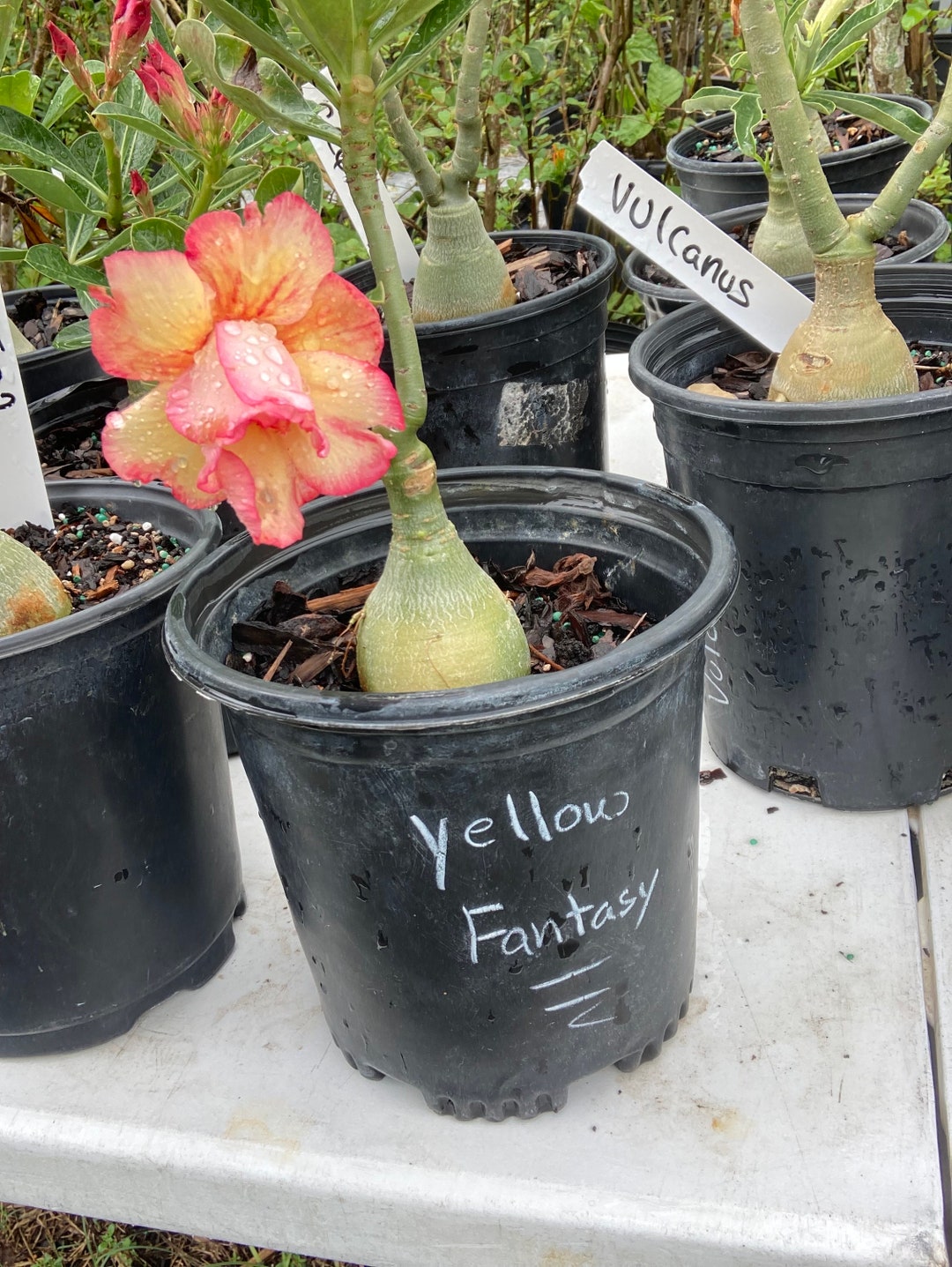Adenium Obesum Desert Rose Grafted Plant Yellow Fantasy Etsy