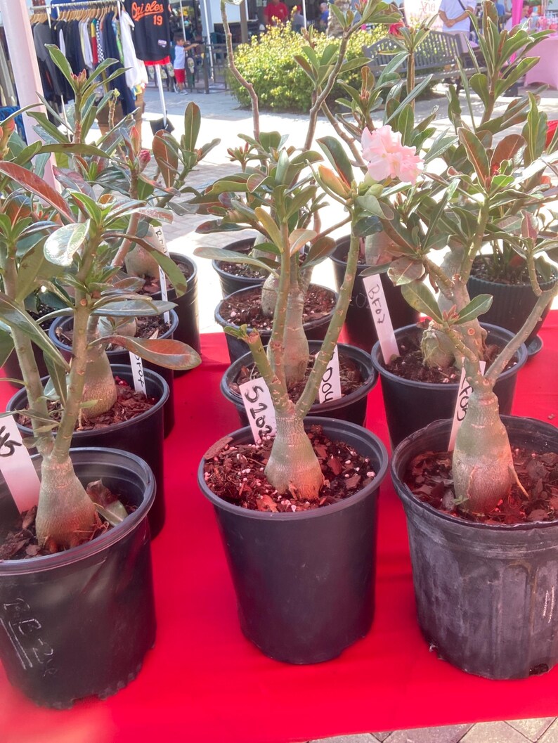 Adenium Obesum Desert Rose Grafted Plant Ce07 Bareroot - Etsy