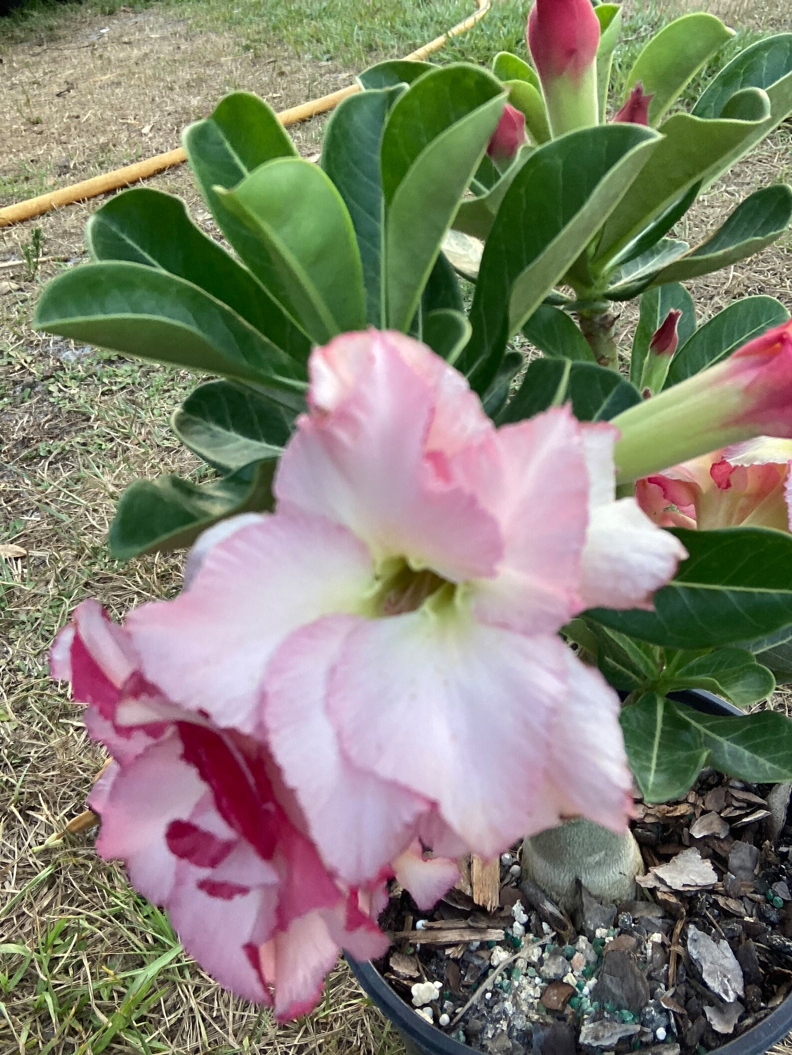 Desert Rose Adenium Obesum Grafted Bb26 Bareroot - Etsy