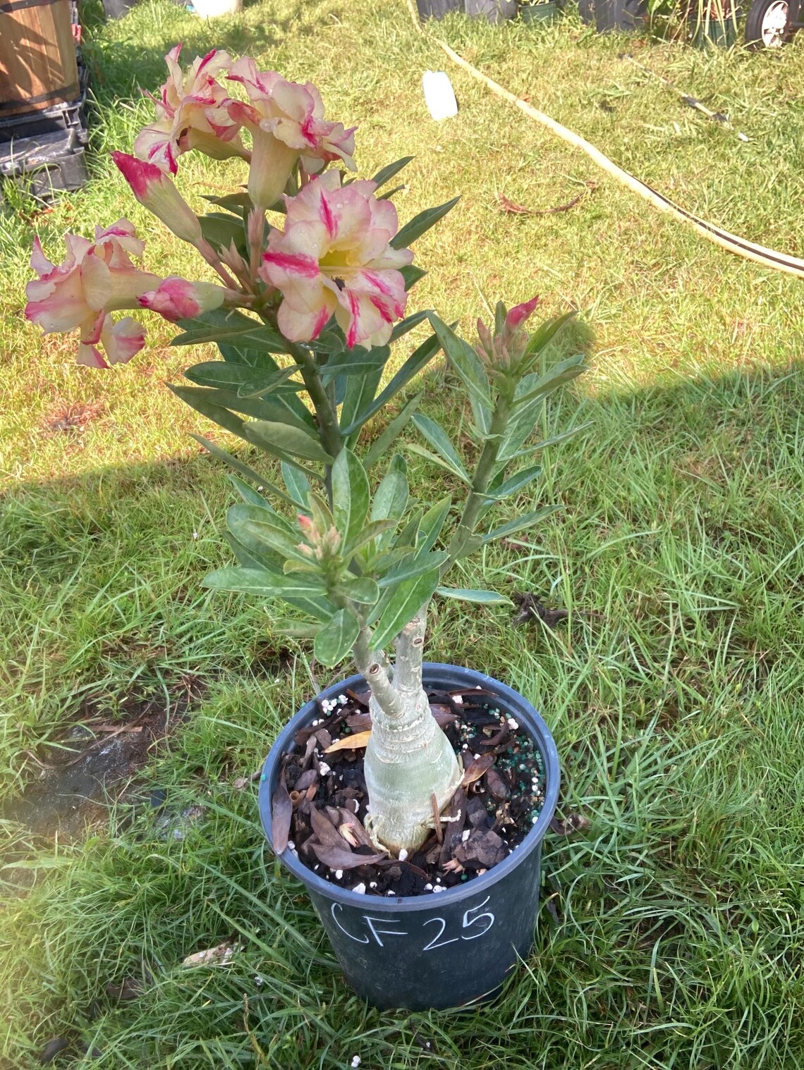 Adenium Obesum Desert Rose Grafted Cf25 Bareroot - Etsy