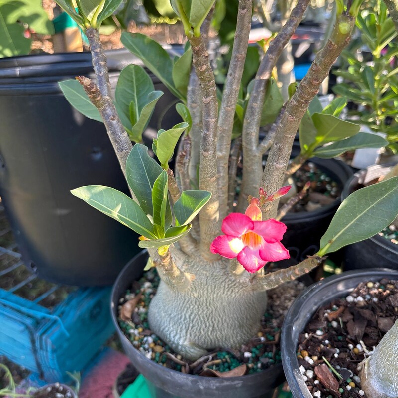 Adenium Arabicum - Etsy