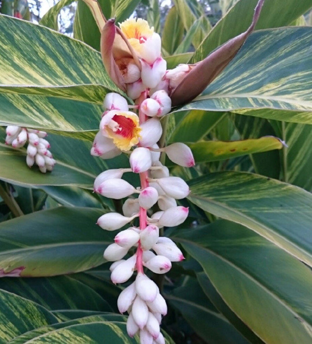 Variegated Ginger 3 Rhizome Bare Root - Etsy