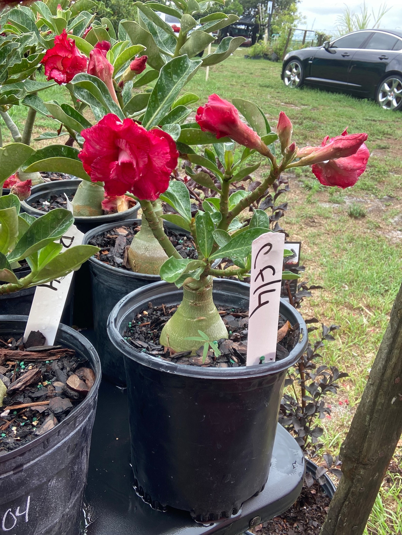 Adenium Obesum Desert Rose Grafted Cf14 Bareroot - Etsy