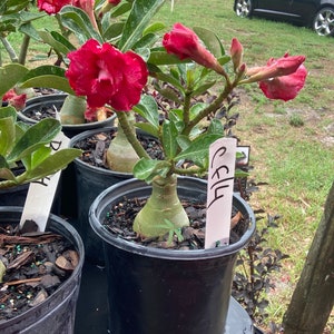 Adenium Obesum Desert Rose Grafted Cf14 Bareroot - Etsy