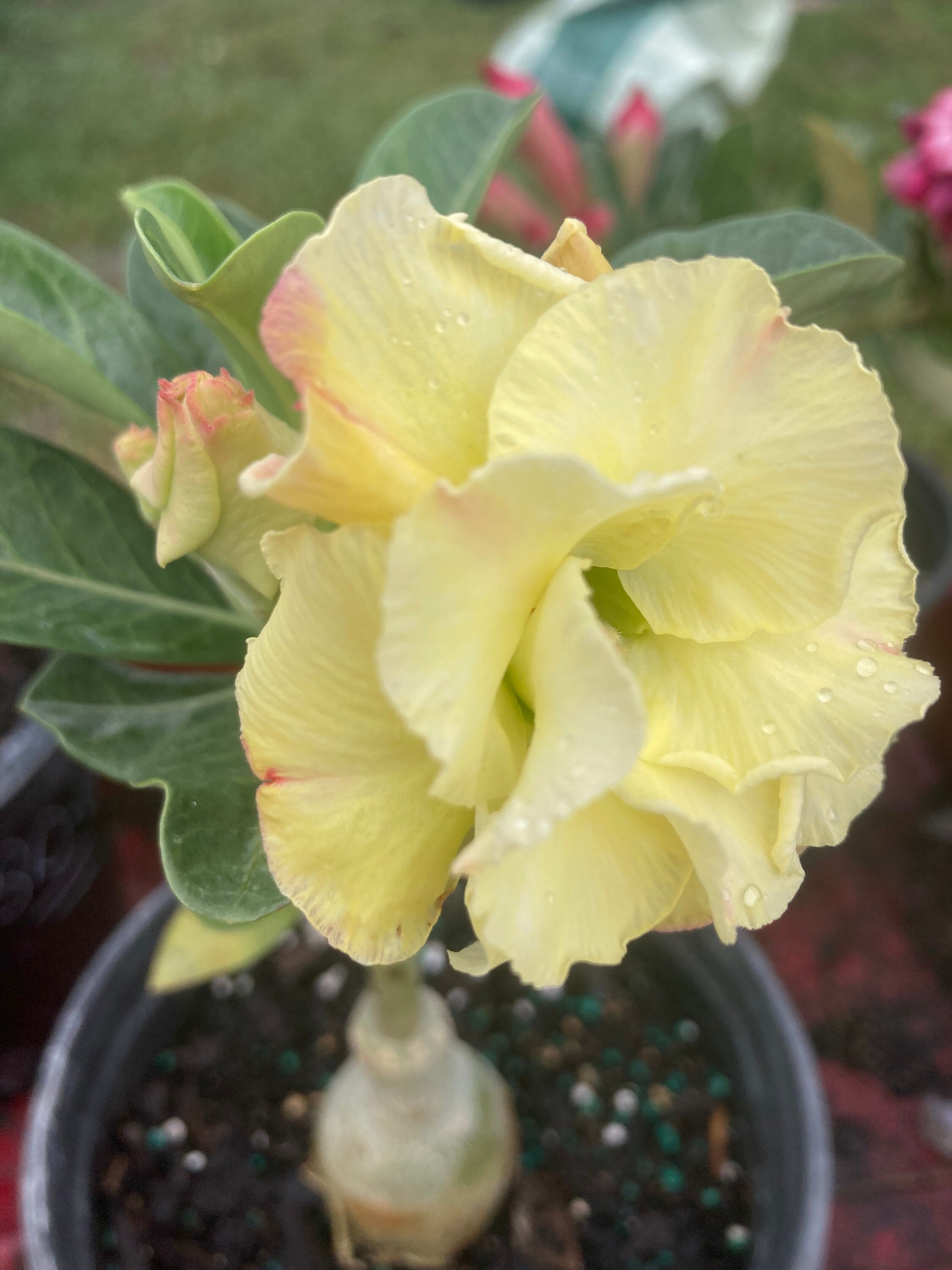 Adenium Obesum Desert Rose Grafted Plant Really Yellow Etsy