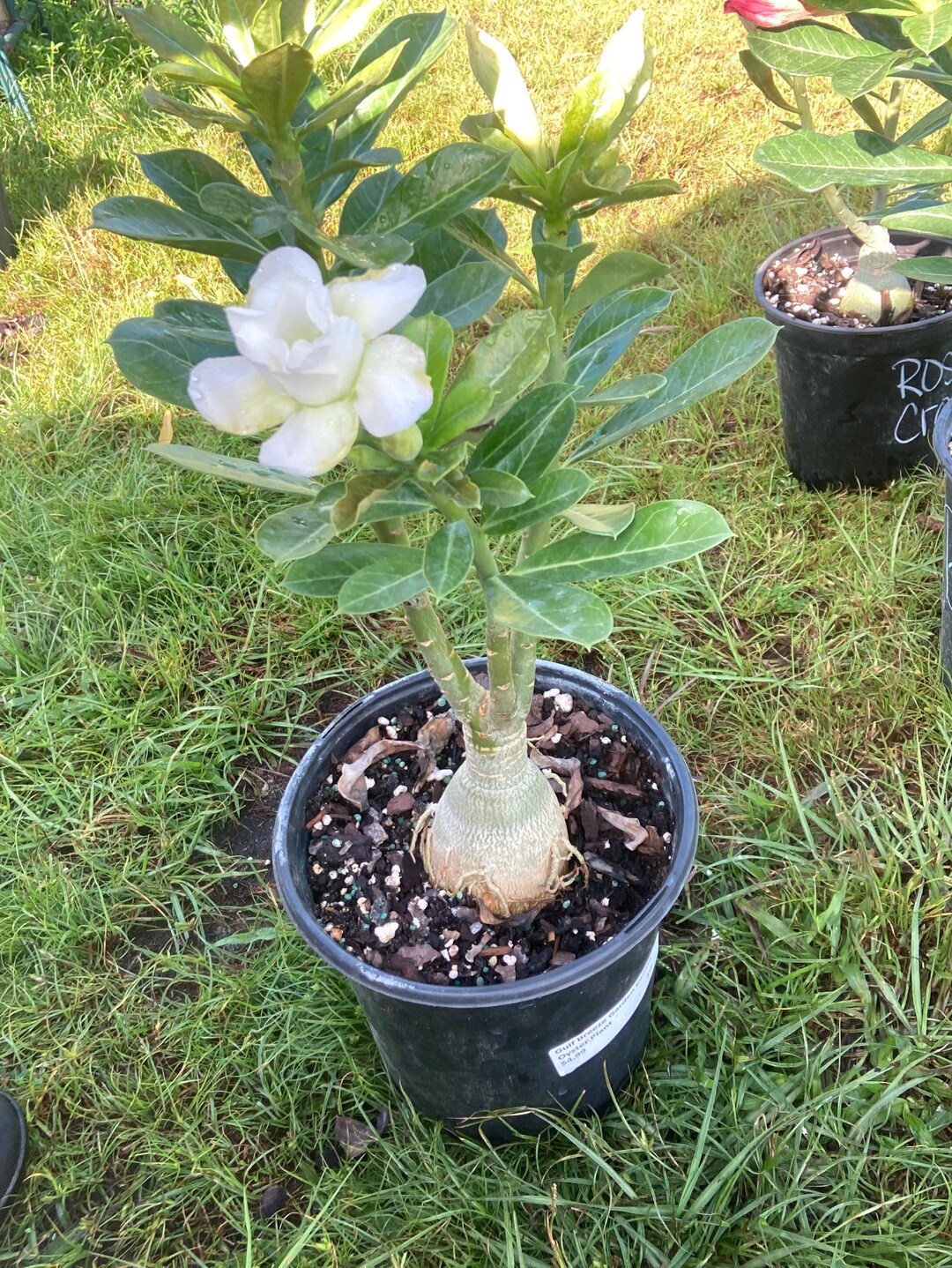 Adenium Obesum Desert Rose Grafted White #177 Bareroot - Etsy