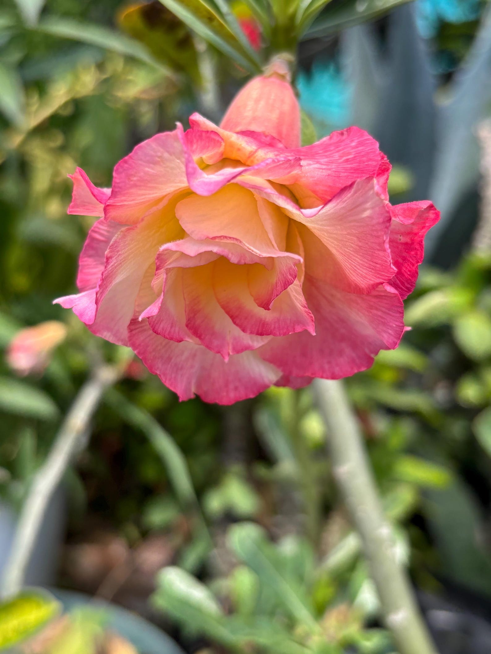 Adenium Obesum Desert Rose CG ROSE 07 Bareroot Changes Color - Etsy