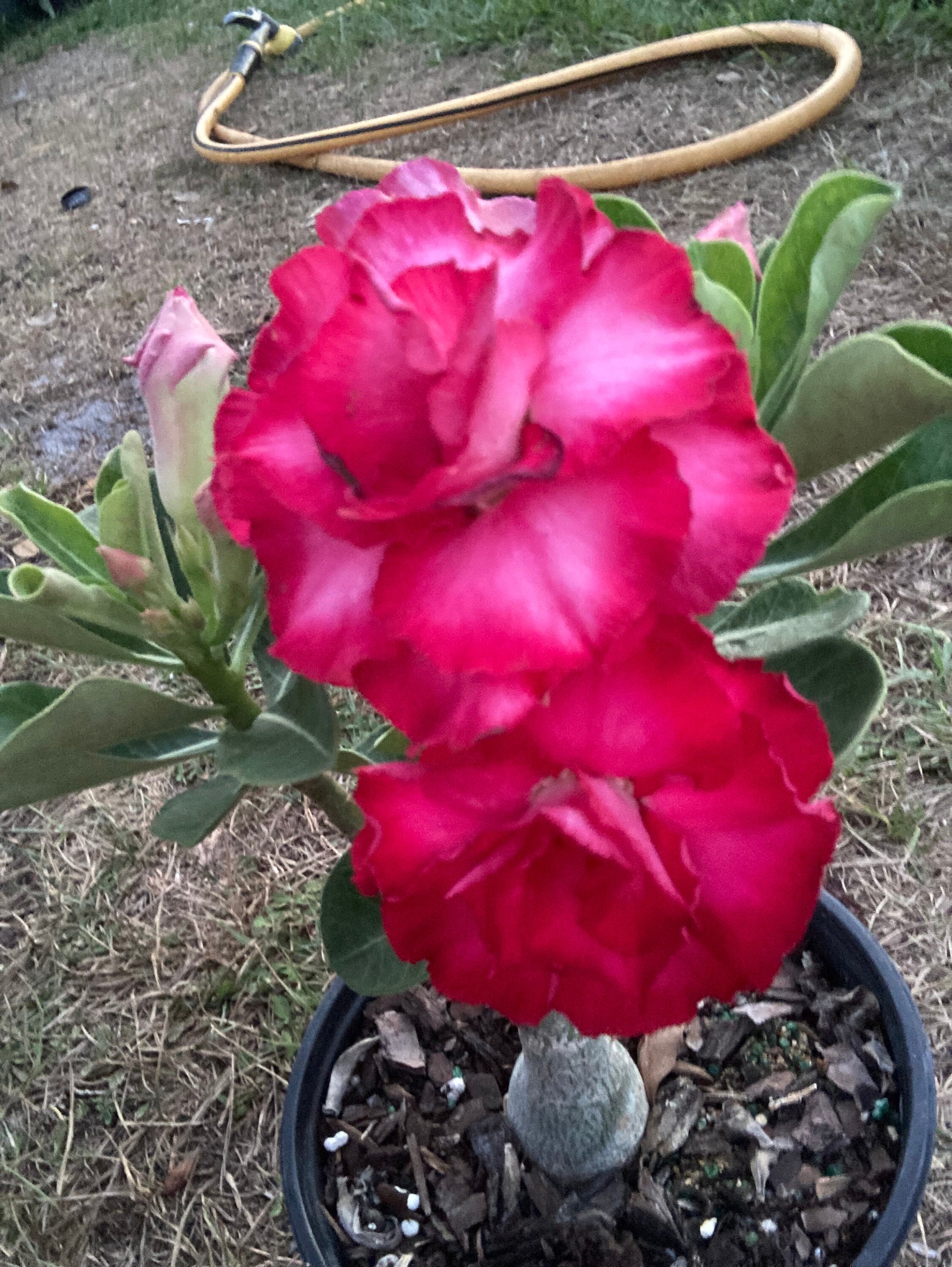 Adenium Obesum Desert Rose Grafted Plant Bd02 Bareroot - Etsy