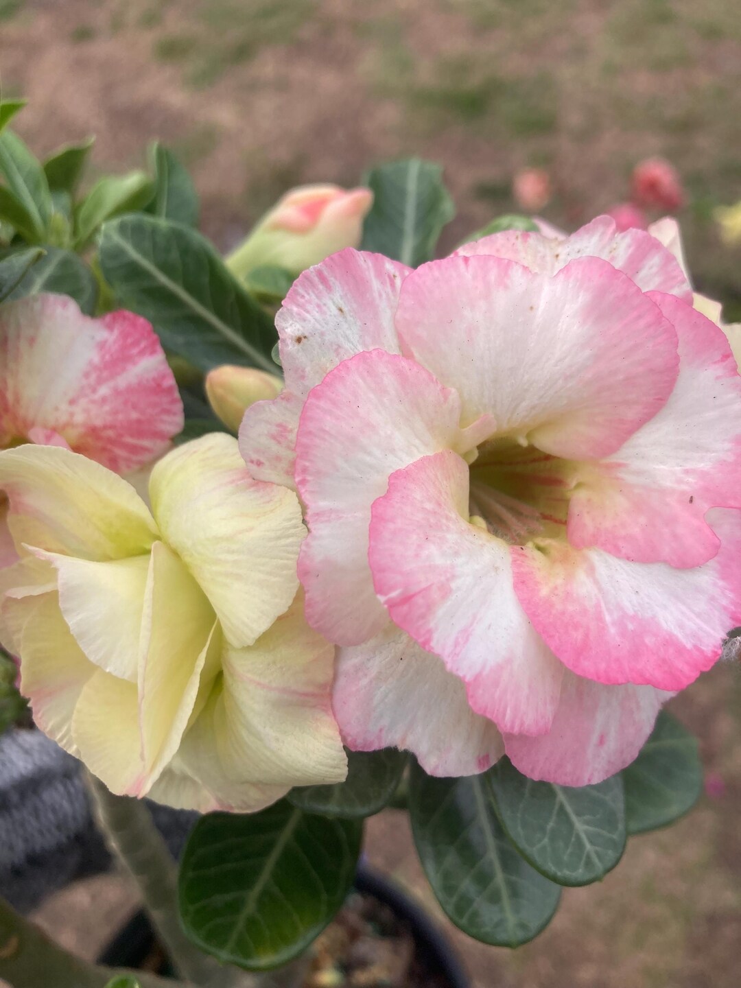 Adenium Obesum Desert Rose REALLY YELLOW Bareroot - Etsy
