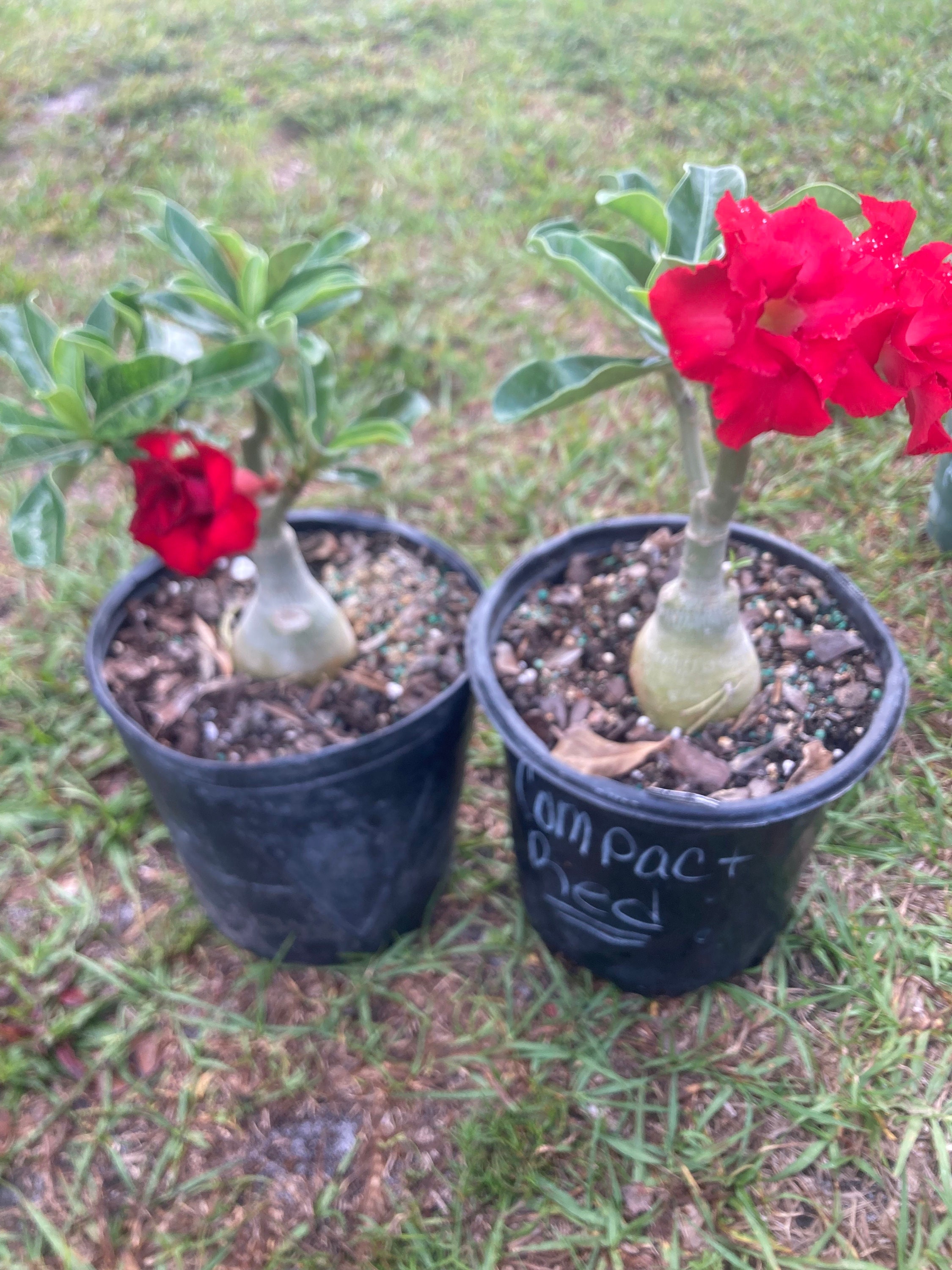 Adenium Obesum Desert Rose Grafted Plant Compact Red - Etsy